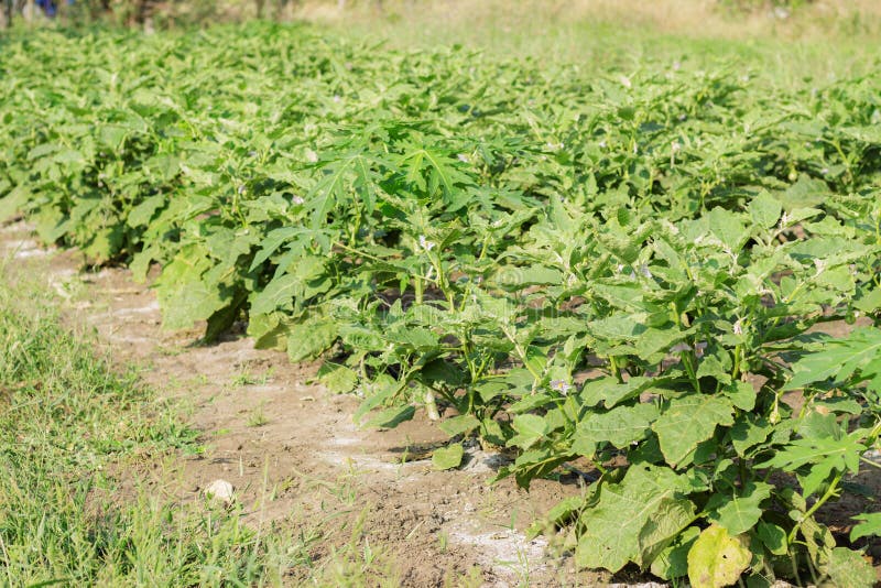 Eggplant on field stock image. Image of juicy, growth - 134650033