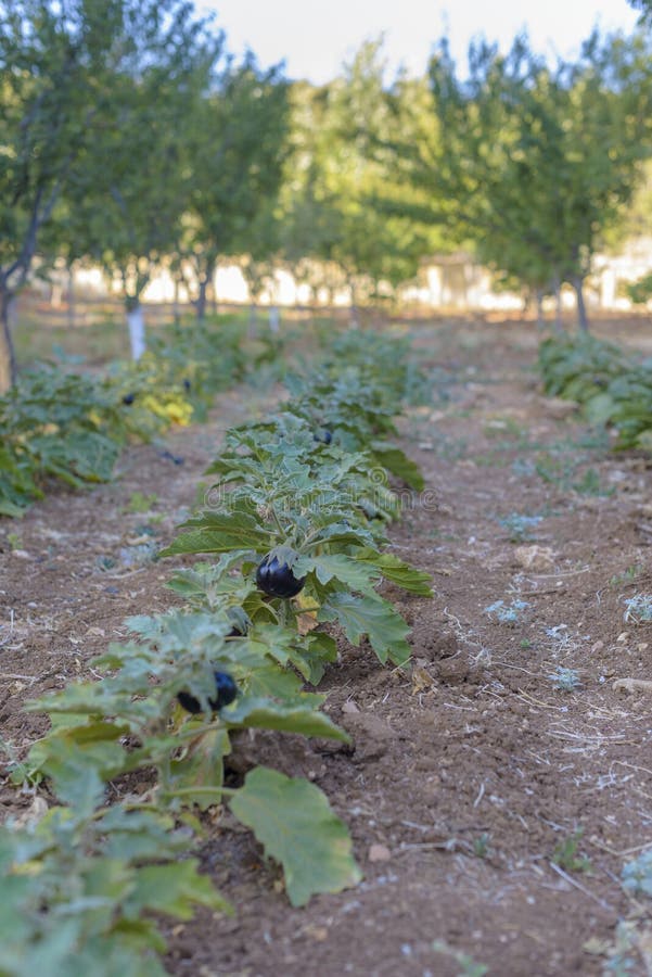 Eggplant in the Field Ready To Be Harvested Stock Image - Image of ...