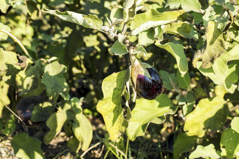 Eggplant In The Field Ready To Be Harvested Stock Image - Image of food ...