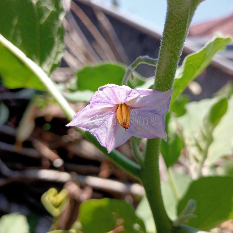 Brinjal, Eggplant, Aubergine Flowers Which are Purple in Colour. Stock ...