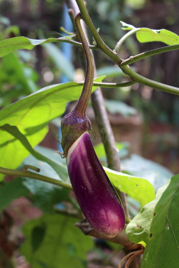 Eggplant fruit stock photo. Image of nature, fresh, health - 36169006