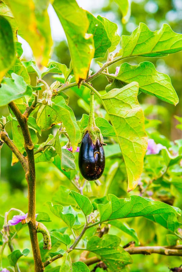 Eggplant fruit on tree stock image. Image of farm, eggplant - 173778049