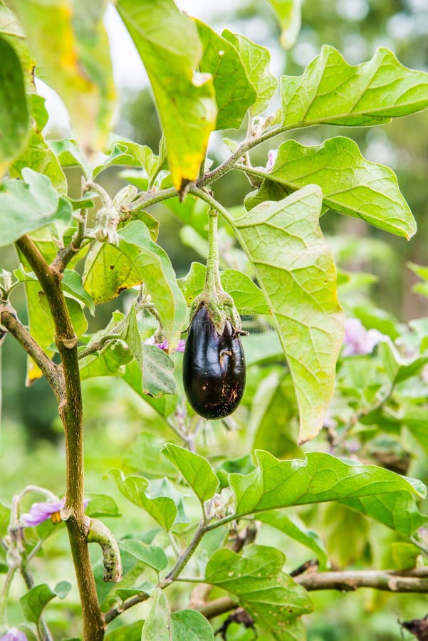 Eggplant fruit on tree stock photo. Image of harvest - 176104428
