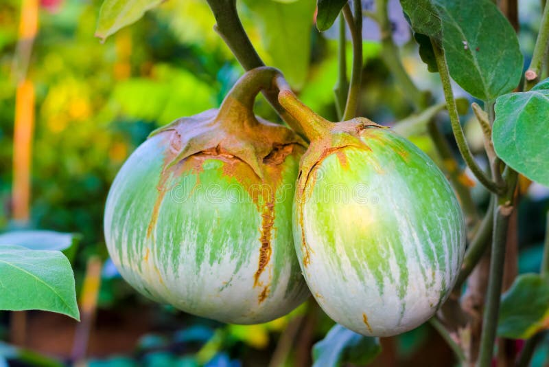 Giant Green Eggplant In The Market Stock Photo - Image of vitamin ...