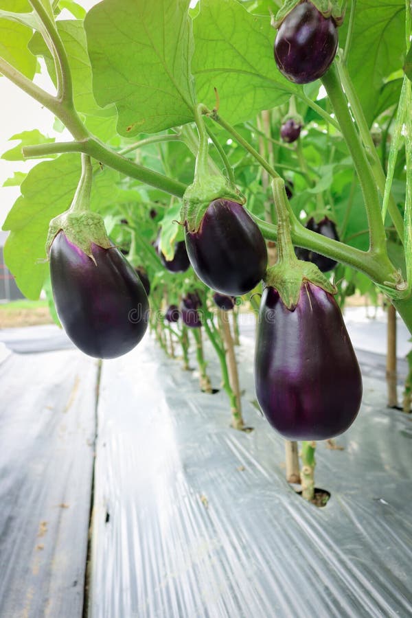 Eggplant Growing in Field Plant Ready for Harvest. Stock Image - Image ...