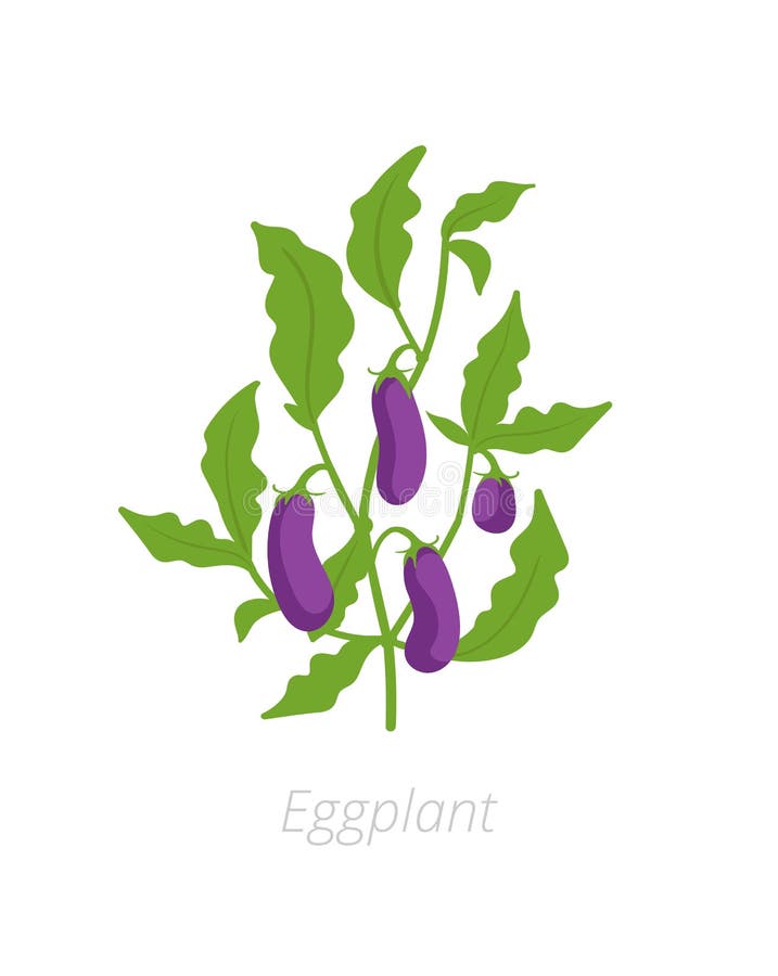 Eggplant Plant. Aubergine, Brinjal. Vector Illustration. Solanum ... Eggplant Plant. Aubergine, Brinjal. Vector Illustration. Solanum ...