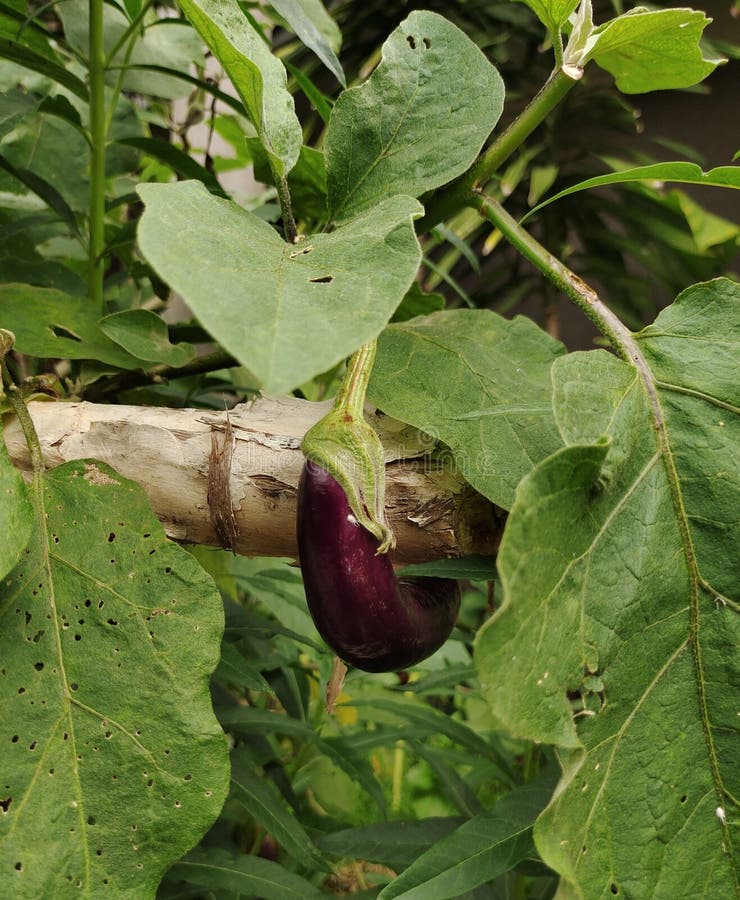 The Eggplant Plant Coiled on the Tree Trunk Stock Image - Image of ...