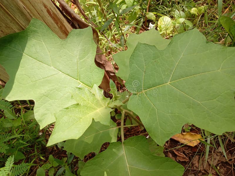 Eggplant Plants Can Survive Anywhere, Even in a Yard without Water ...