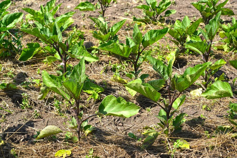 Eggplant Plants Grow in Open Ground Stock Image - Image of plan, mlanum ...