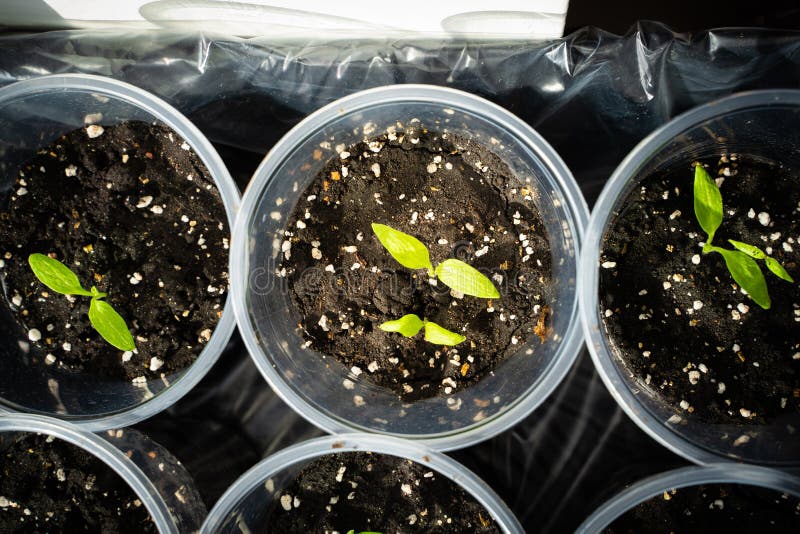 Eggplant Seedling Close-up. Germination of Vegetable Seeds in Plastic ...