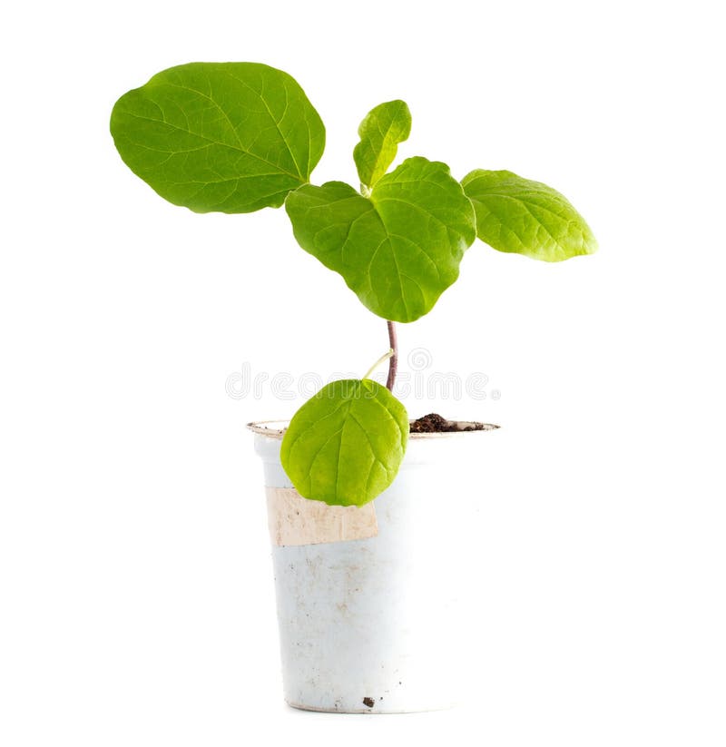 Eggplant Seedling on a White Background. Stock Photo - Image of soil ...