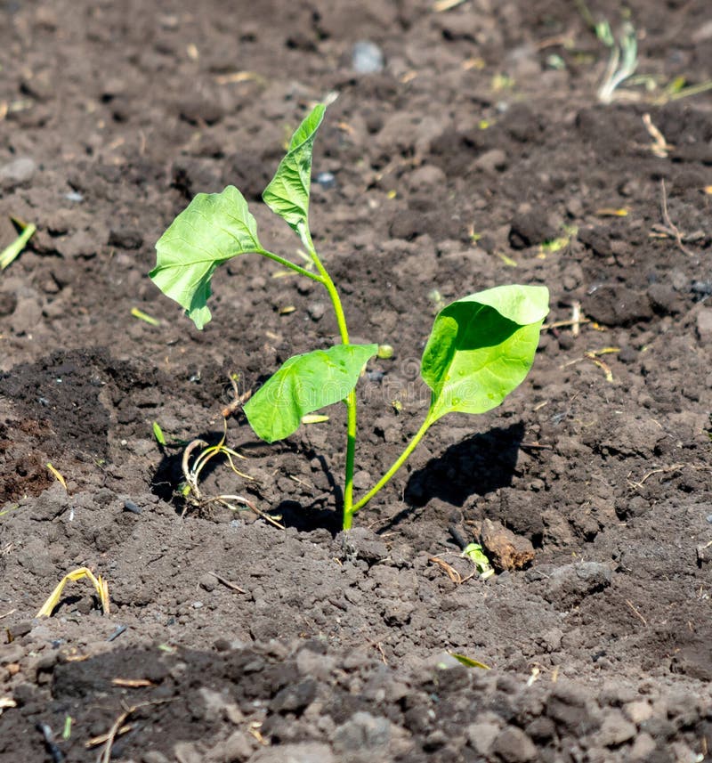 Eggplant Seedlings in the Ground in the Garden. Spring Stock Image ...