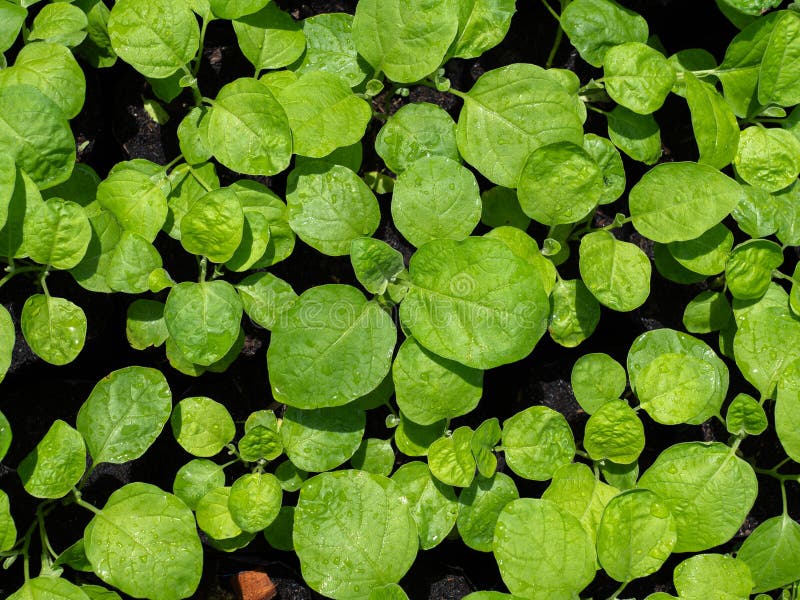 Eggplant Seedlings in Rice Husk Ash Stock Photo - Image of life ...