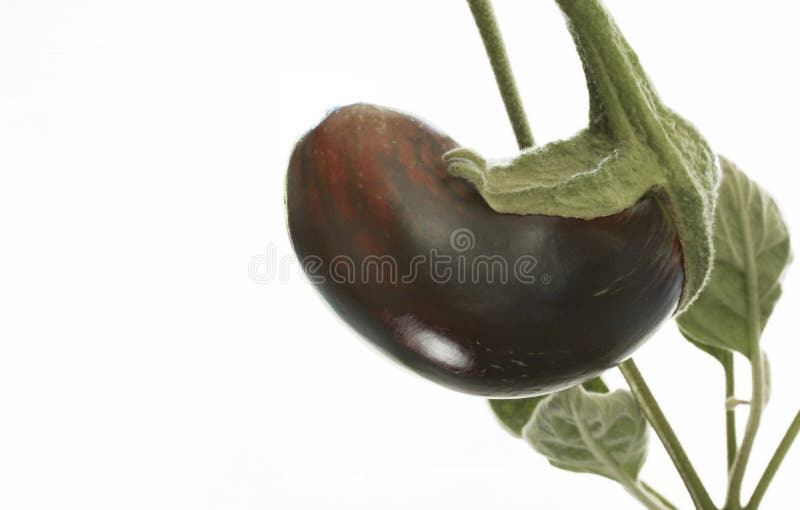 Eggplant that isn t ripe stock image. Image of closeup - 286078829