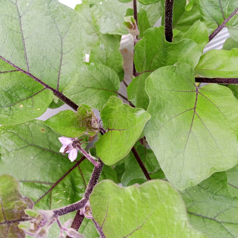 Eggplant Tree Aged 2 Months after Planting Stock Photo - Image of ...