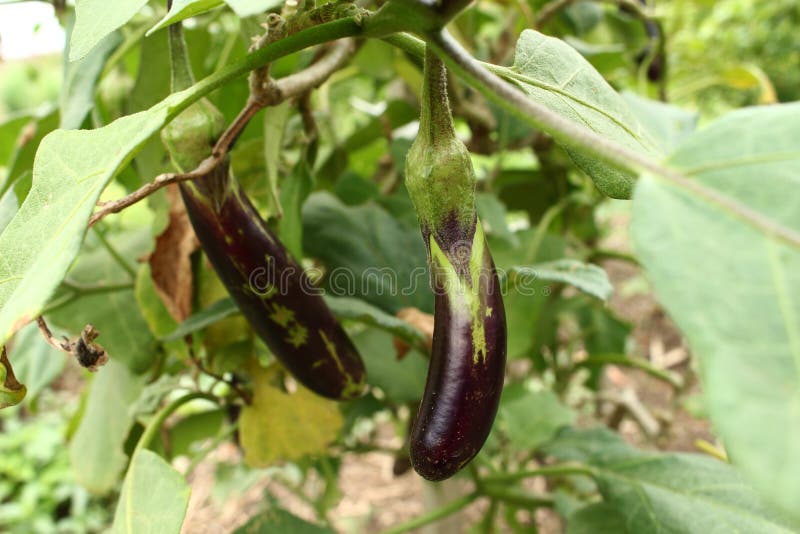 Eggplant Tree Stock Images - Download 1,692 Royalty Free Photos