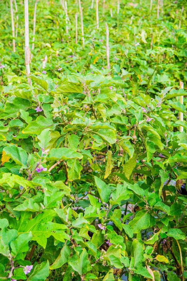 Eggplant Tree in Agricultural Plot Stock Image - Image of agricultural ...