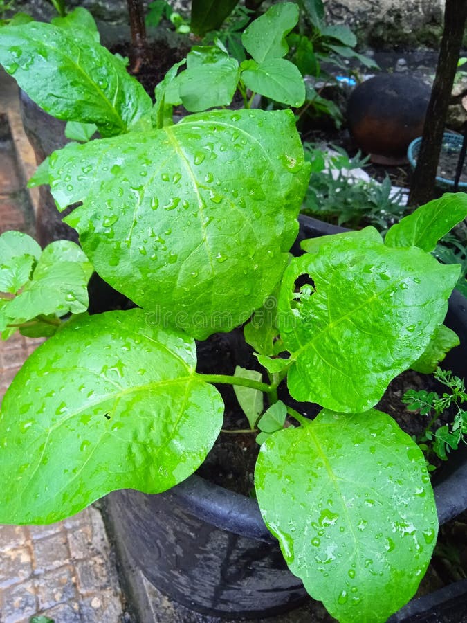 Eggplant Tree One of Vegetables for Delicious Dish Stock Photo - Image ...