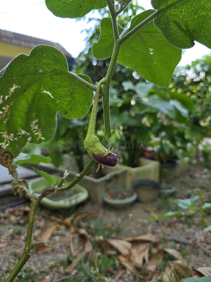 The Eggplant Tree is Starting To Bud and Bear Fruit. Planted in the ...