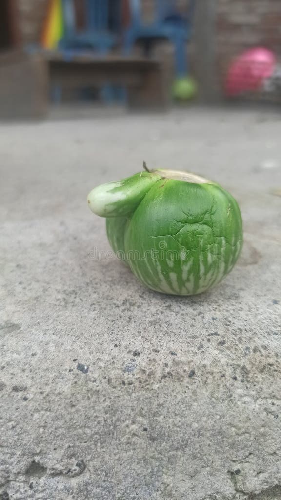 Eggplant with a Very Unique Shape Stock Photo - Image of unique ...