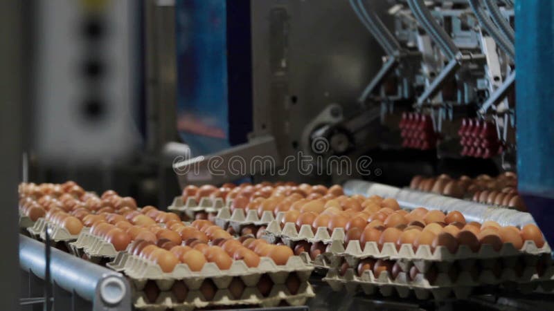 Eggs Automated Sorting in Factory Stock Footage - Video of closeup ...