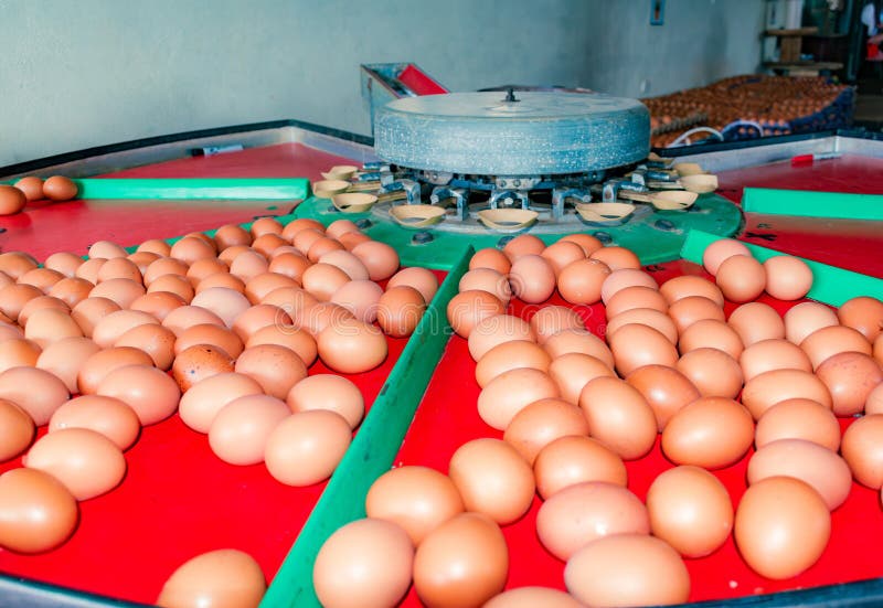 Eggs in Automatic Separating Machine in Closeup Stock Image - Image of ...