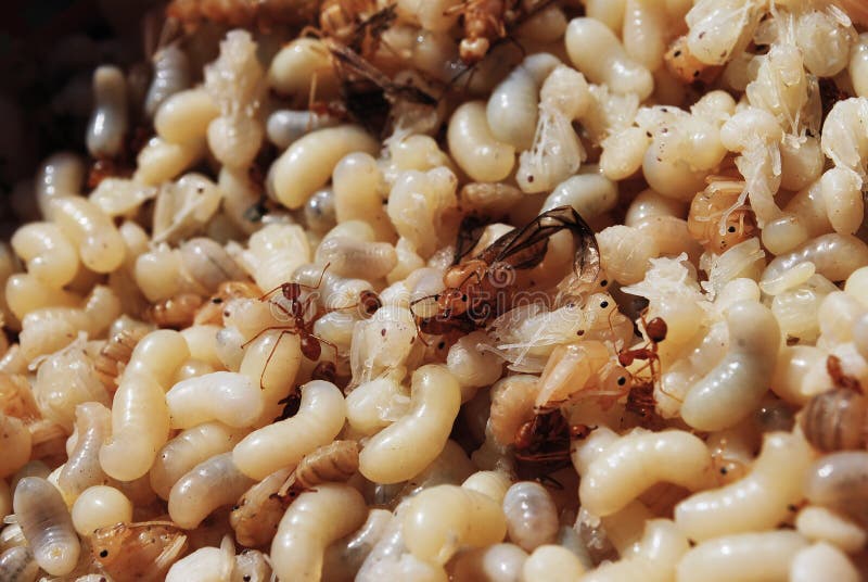 Eggs of big red ant stock photo. Image of tree, thai - 90653964