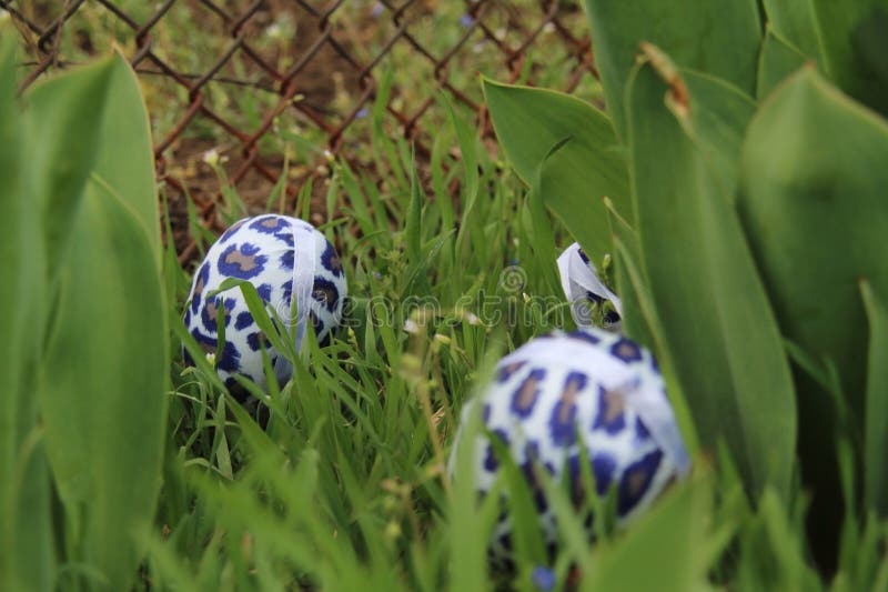 Leopard-colored Eggs Hidden in the Grass. Easter Tradition Stock Image ...