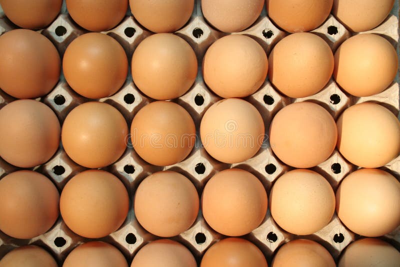 Eggs in box stock photo. Image of brown, ovum, birth, carton - 689630