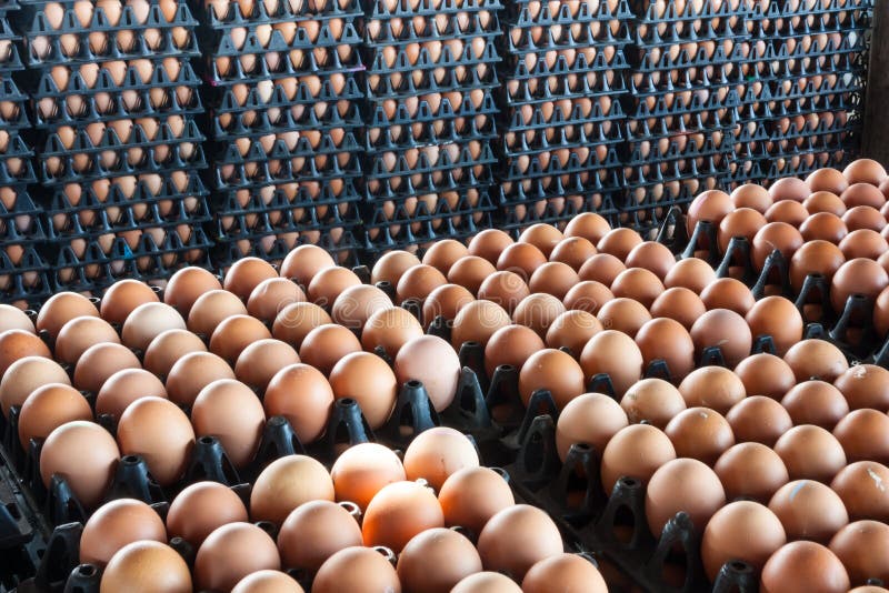 Eggs from chicken farm stock image. Image of eggs, nature - 60374717