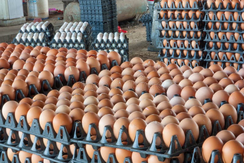 Eggs from Chicken Farm in the Package Stock Photo - Image of fresh ...