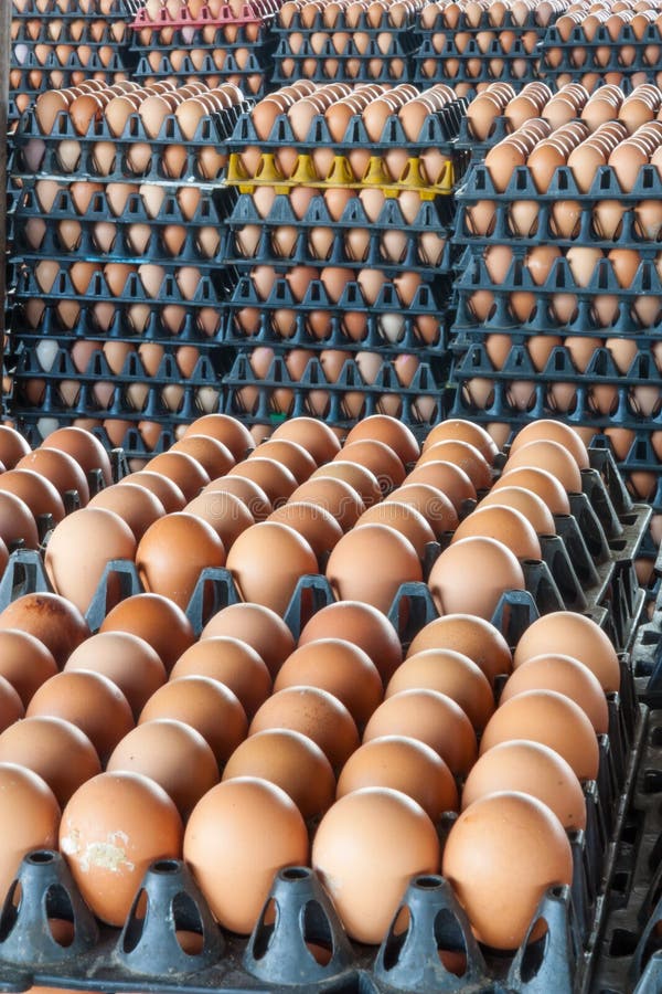 Eggs chicken farm stock photo. Image of chicken, food - 52372176