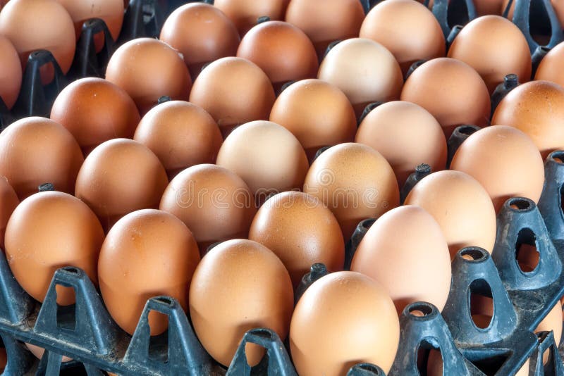 Eggs from Chicken Farm in the Package Stock Photo - Image of carton ...