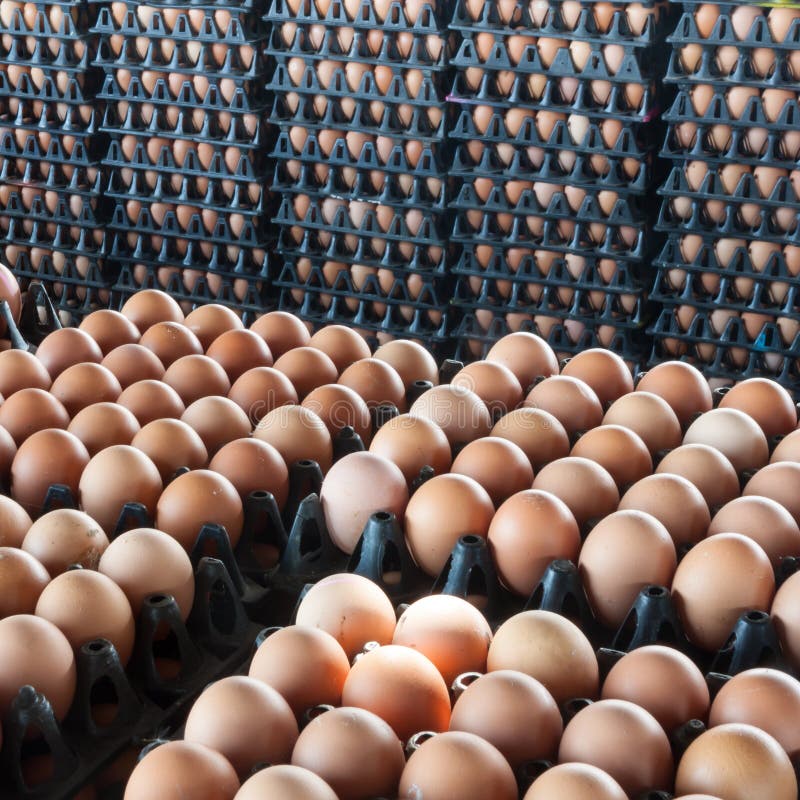 Eggs from Chicken Farm in the Package Stock Image - Image of organic ...