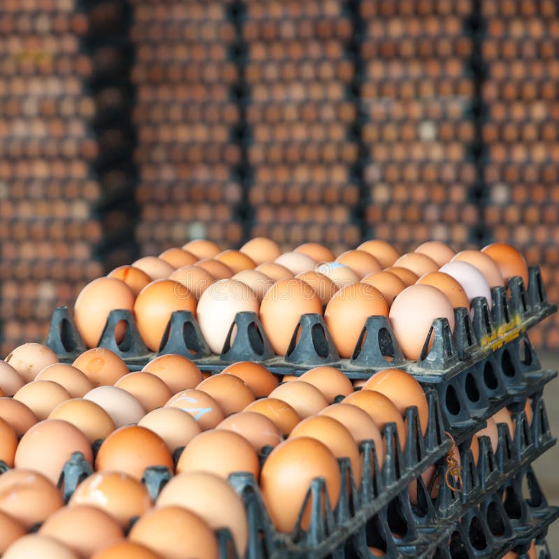 Eggs from Chicken Farm in the Package Stock Image - Image of fresh ...