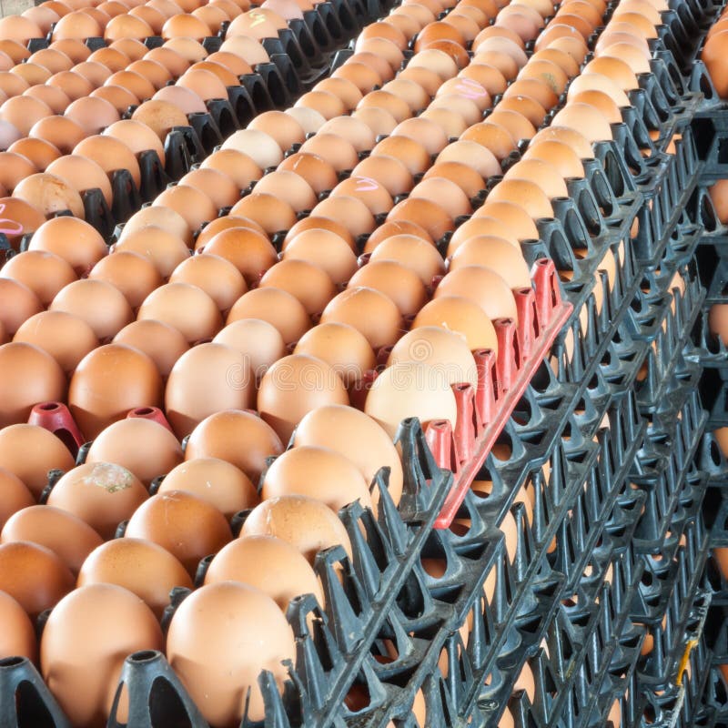 Eggs from Chicken Farm in the Package Stock Image - Image of breakfast ...