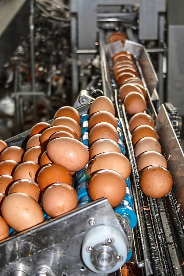 Eggs production line stock photo. Image of modern, production - 11841700