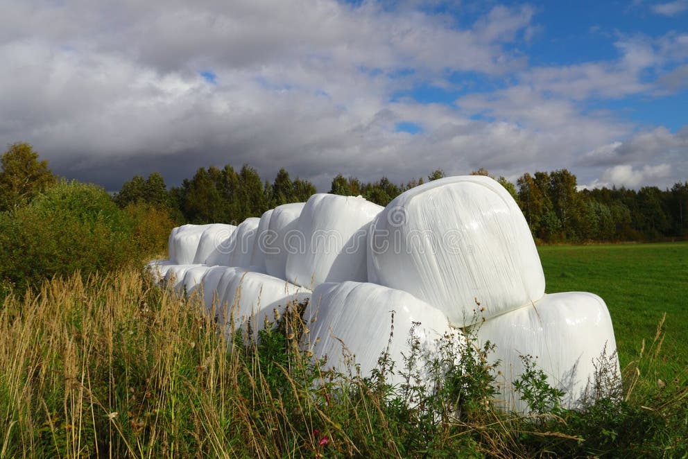 Eggs of a dinosaur. stock image. Image of dinosaur, bale - 11036423