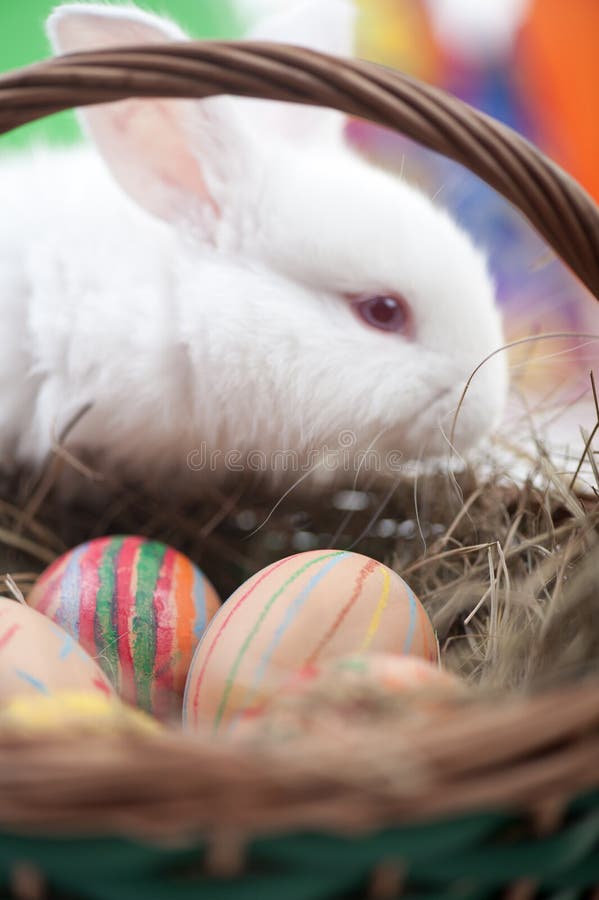 Eggs Easter with rabbit stock photo. Image of gift, nature - 143476612