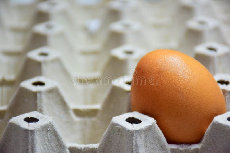Eggs 1 Egg, Arranged in the Nest Egg, Face Clear after Blurred. Stock ...