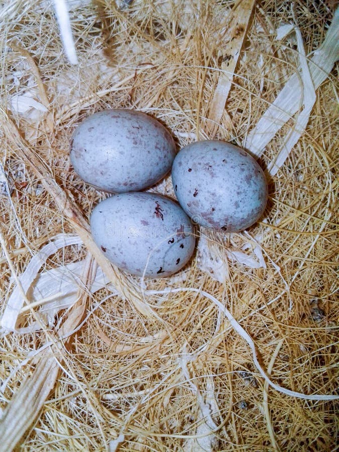 Littleblueeggs Stock Photos - Free & Royalty-Free Stock Photos from ...