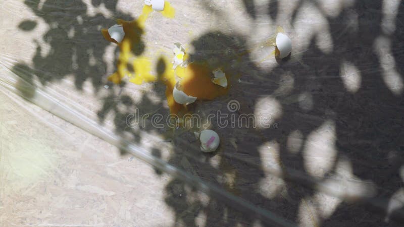 Eggs Falling Down and Cracking Stock Video - Video of blowing, falling ...