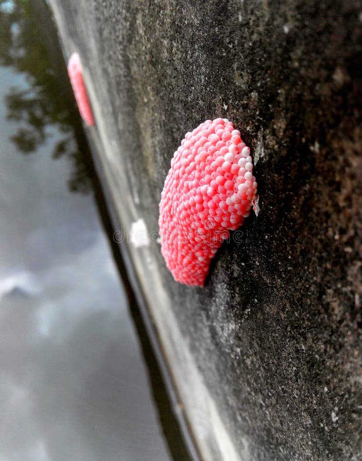 Eggs of golden apple snail stock image. Image of snail - 42673181