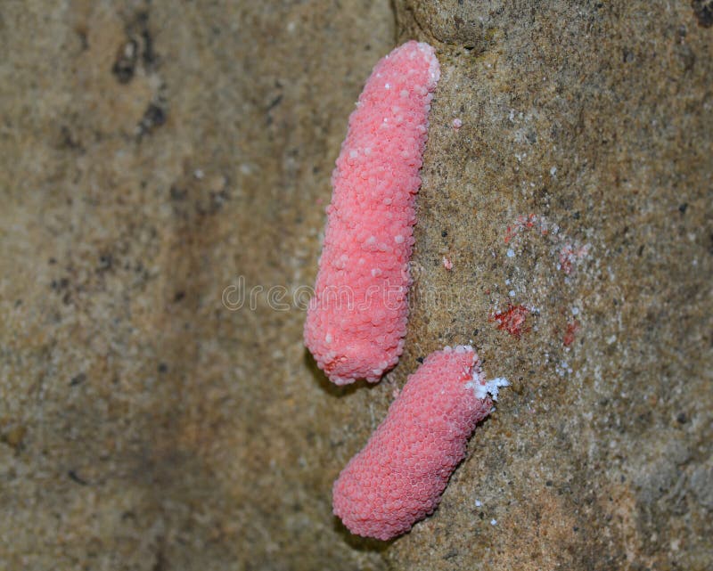 Eggs of golden apple snail stock image. Image of snail - 43016281