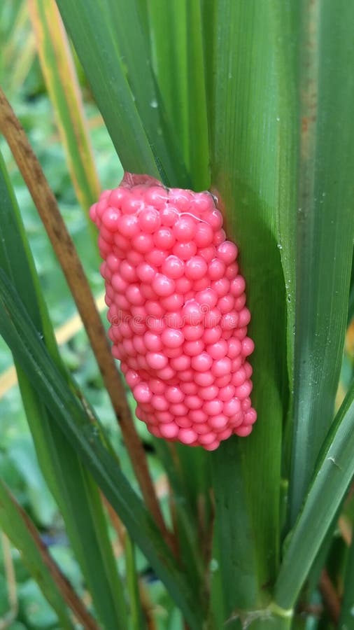 Eggs of Golden Apple Snail on the Leaf Stock Image - Image of plant ...