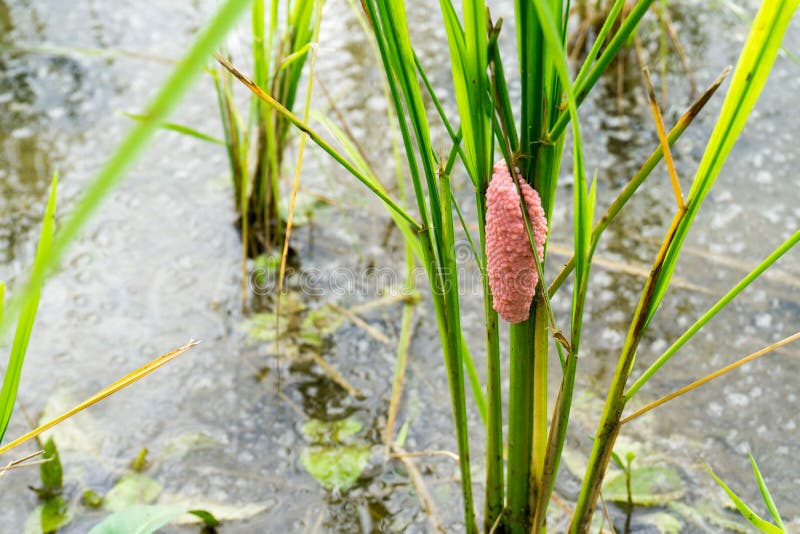 Eggs of Golden Applesnail in Rice Fields,Evil Enemies in Rice F Stock ...