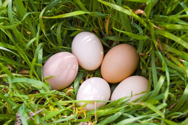 Eggs on grass stock photo. Image of celebration, holidays - 10748260
