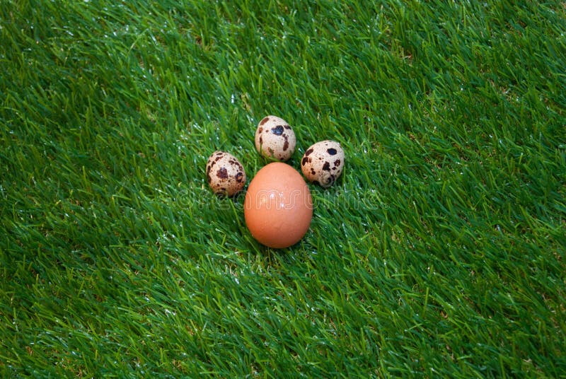 Eggs on grass stock image. Image of nature, holiday, grass - 33467867