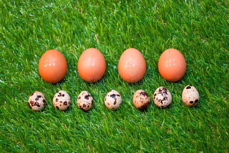Eggs on grass stock image. Image of horizon, grass, copyspace - 33467895