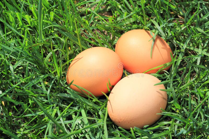Fresh eggs in grass stock photo. Image of food, eggs - 17184264